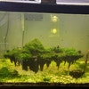 X2 Subwassertang Moss on Cholla Wood Shrimp Hideout & Betta Aquarium ...
