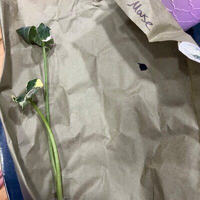 Alocasia Mickey Mouse xanthosoma Albomarginata Starter Plant - Etsy