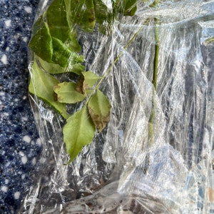 Bel Patta / Bael Patra / Bilva Bel Leaf Aegle Marmelos Plants - Etsy UK