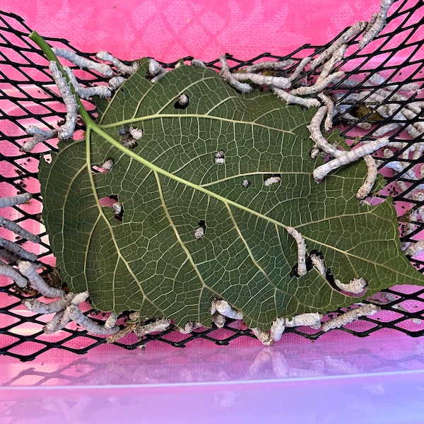 Fresh Green Jamun Leaves -organic Leaves Picked 10 Min Before Shipment ...