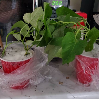 5 Fresh Cutting Vines No Root Puerto Rico Sweet Potatoes Strong to Grow ...