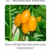 Yellow Goji Berry Seeds 10 Amber Sweet Golden Wolfberry Seeds - Etsy