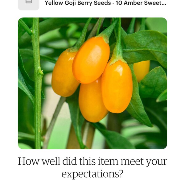 Maqui Seeds - 15 Organic Wild Harvested Maqui / Chilean Wineberry ...