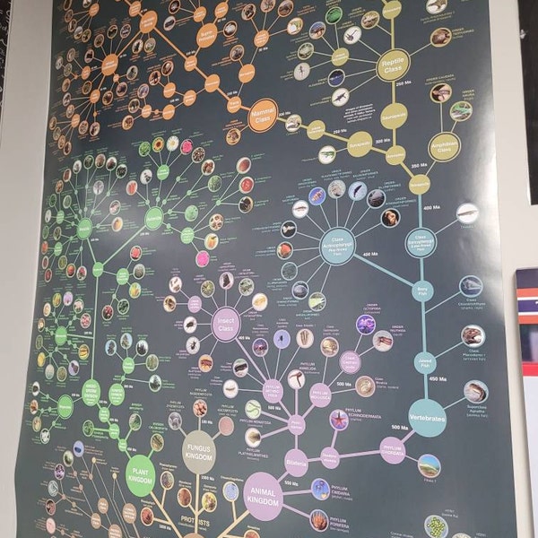 Evolutionary Tree of Life Poster - Etsy