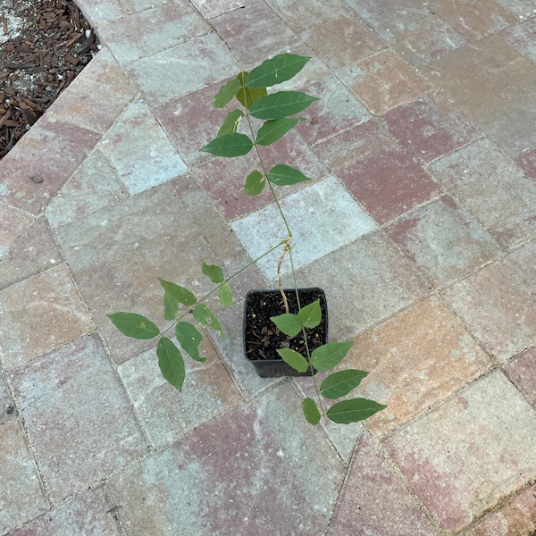 12 Lily of the Valley Root Systems, Convallaria Majalis, Bell Shaped ...