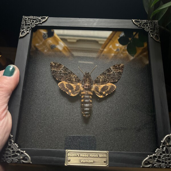 Real Framed Death Head Moth Acherontia Frame Dried Butterfly Skull Dead ...