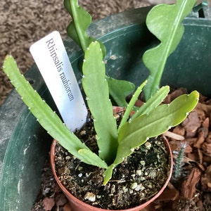Hoya Australis Ssp. Keysii Easy to Grow Hoya - Etsy
