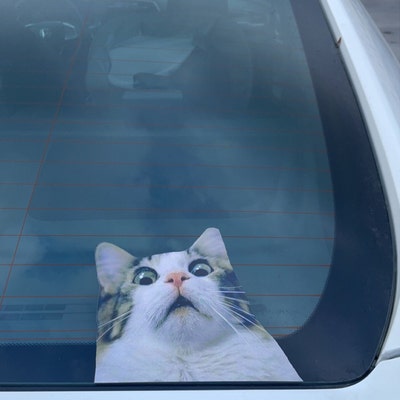 Scaredy Cat Sticker, Cat Sticker, Cat, Kitty, Cat Gift, Kitty Gift ...