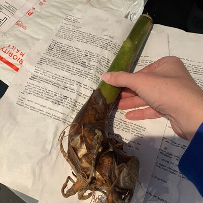 Curcuma ELATA Hidden Lily Ginger Flower Giant Plume Mature - Etsy