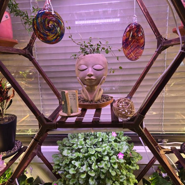 Angel Vine “wire Vine” Plant - Etsy