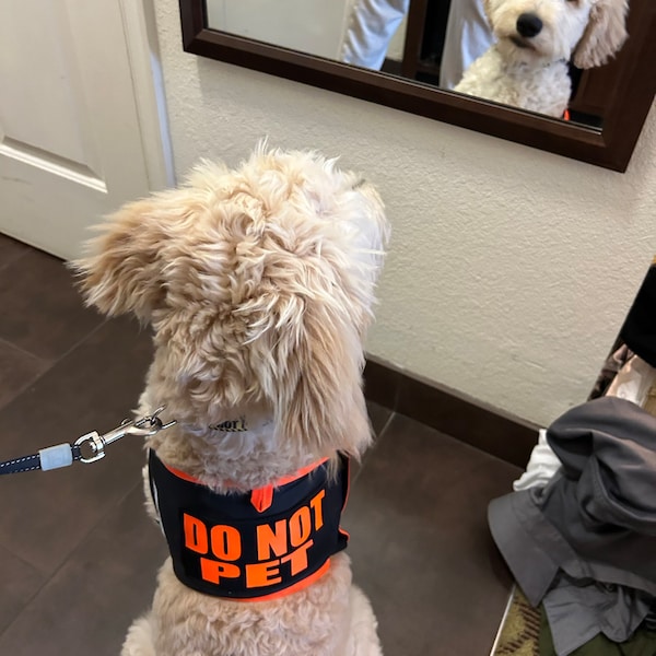Dog Vest DO NOT PET Alert Vest - Etsy