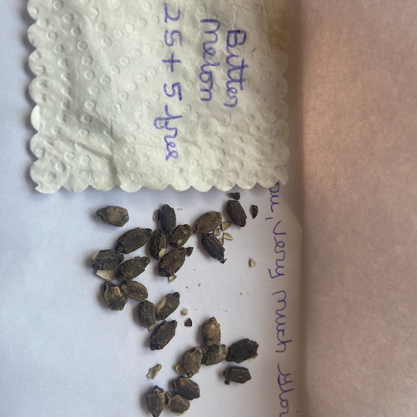 30 SEEDS Bitter Melon Momordica Charantia Bitter Gourd Melon Cundeamor ...
