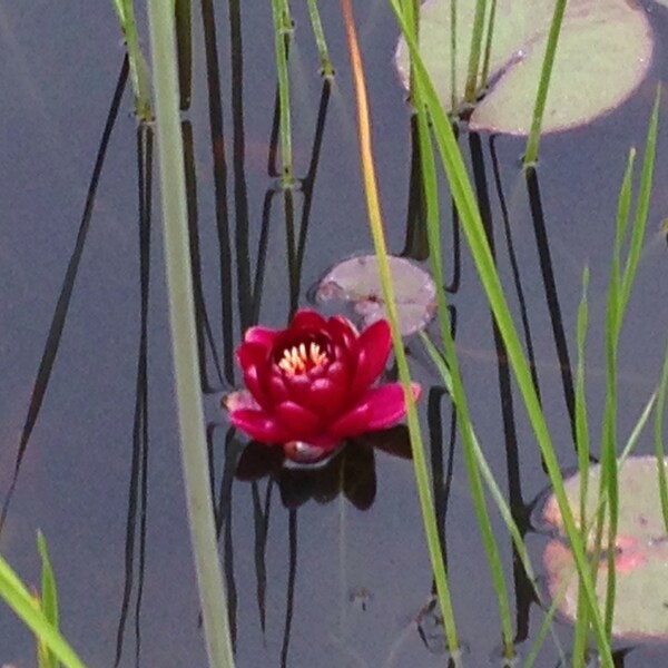 Small Tide Pool Octopus, Hanging Air Planter, Bring the Beach Home - Etsy