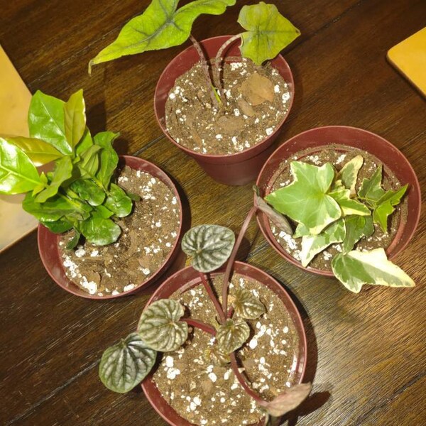 Green Moses in the Cradle, 2 Inch Tradescantia Spathacea, Rhoeo ...