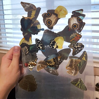 25, 50, 100 A Grade Real Butterfly Wings, Wings for Crafts, Laminated ...