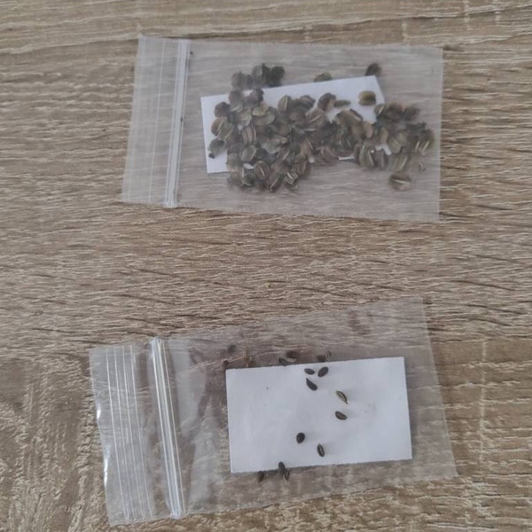1,000 Seeds - Cosmos Bipinnatus Sea Shells Mix - Etsy Canada