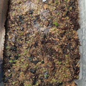 Dusk Moss Mix - Etsy