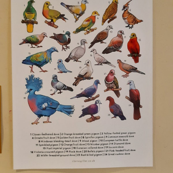 Pigeons of the World Print / Bird Wall Art / Educational Animal Poster ...