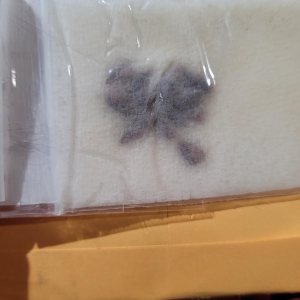 Noni Seeds/morinda Citrifolia/hawaiian Canoe Plant/hawaii Seeds ...