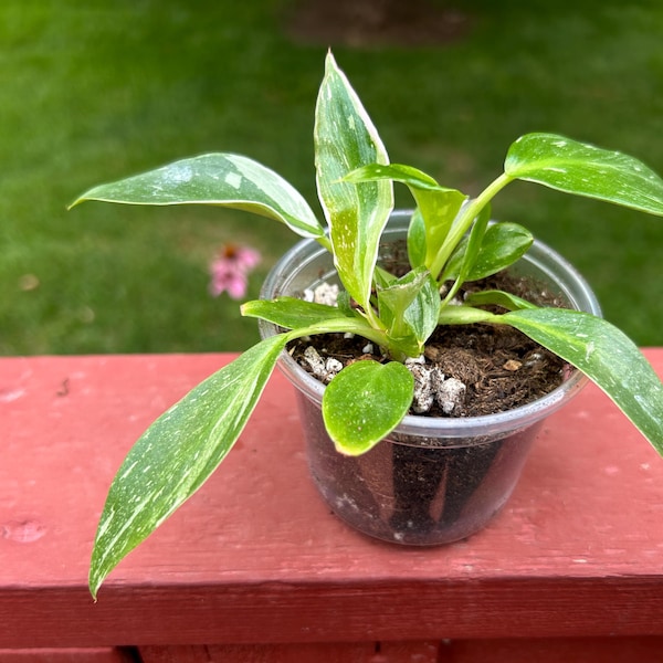 Alocasia Dragon Tooth Starter Plant **(ALL Plants Require You to ...