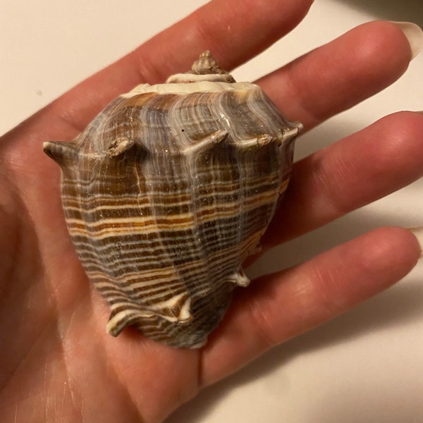 Fiber Conch Melongena Patula Shells ~2-1/2"-3”~ Craft Seashells (1 ...