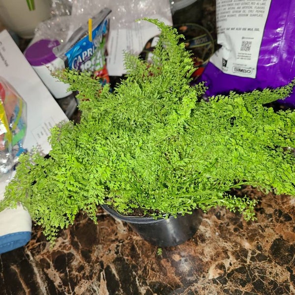 Gorgeous Large Macho Fern 6, Nephrolepis Biserrata, Giant Sword Fern ...
