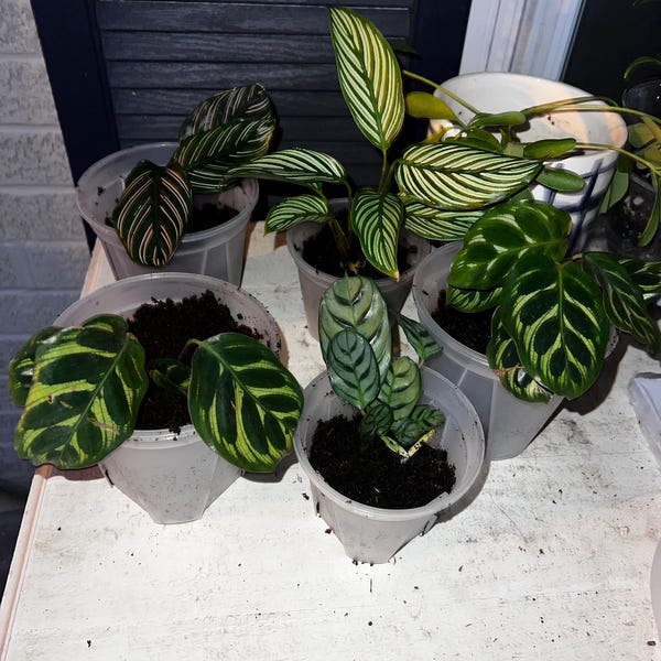 Calathea Pilosa Super Lush Calathea Pilosa Starter Plant Rooted ...