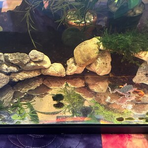 Handmade Natural Stone Tank Decor Swim Through Tunnel Hide - Etsy