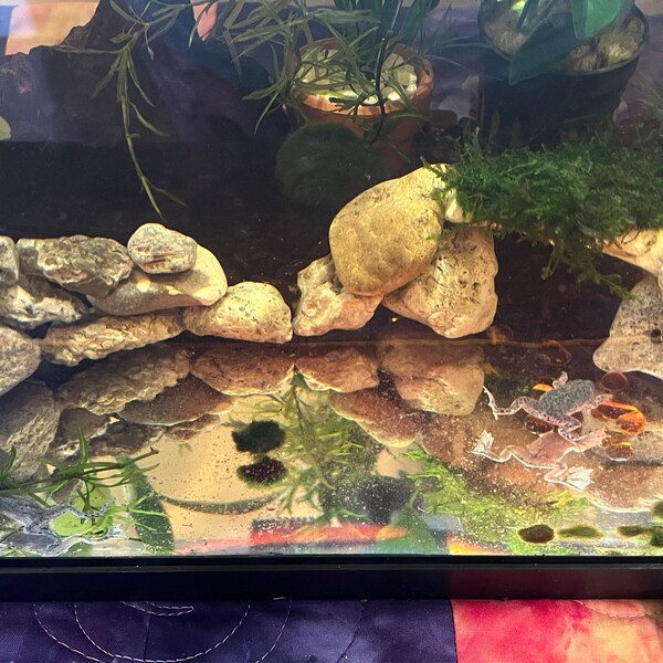 Handmade Natural Fossil Tank Decor - Swim Through Tunnel Hide Aquarium ...