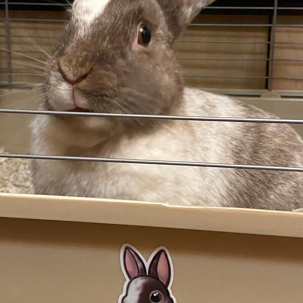 Chocolate Brown Magpie Harlequin Rabbit Sticker; Cute Bunny Sticker ...