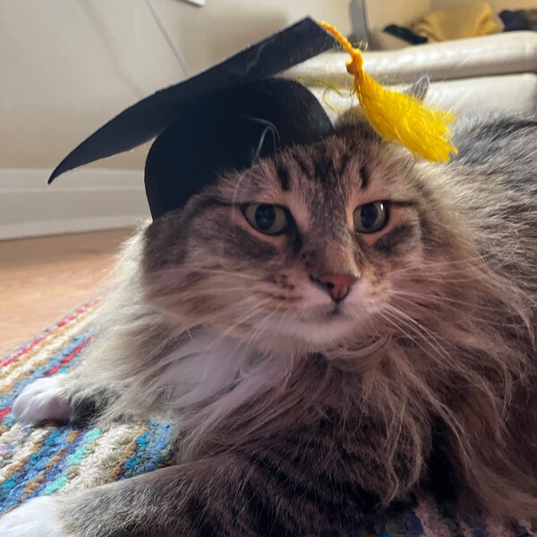 Graduation Cap Cat Hat for Your Cat FREE SHIPPING! Add-on Custom Tassel ...