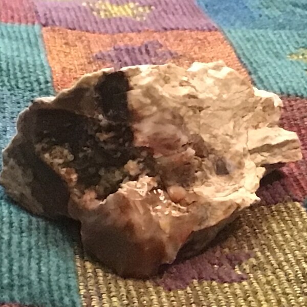 Rare! Botryoidal Petrified Wood! Chalcedony Agate Opal 200 Million Year ...