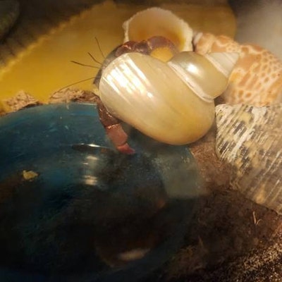 Imperial Volute Conch Shell Horn Spikes Unique Large Display Seashell ...