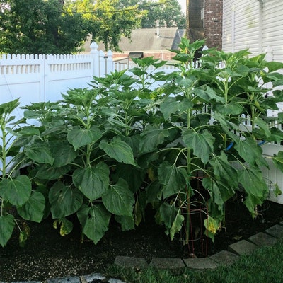 SUNFOREST SUNFLOWER MIX, Grow Fast Growing Sunflower Forest for Your ...