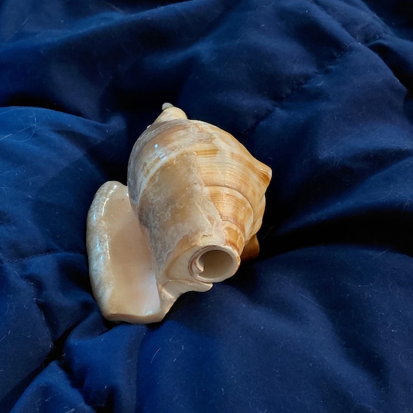 Small Scallop Baking Dish Seashells Pecten Yessoensis (8 Shells Approx ...