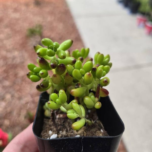 Sedum Dasyphyllum Major Blue Tears Sedum Live Succulent Plants 2" 4” 6 ...