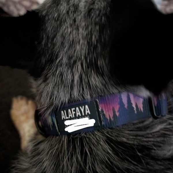 Green Chevron Dog Elite Bundle Custom Dog Collar, Leash and Harness ...