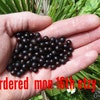 25 Grams of Red Seeds (adenanthera Pavonina) or Approximately 96 Seeds ...