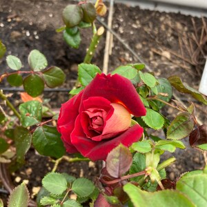 Rare New Rose. Red Juicy Terrazza. 红果汁flower Machine. Continue Blooming ...