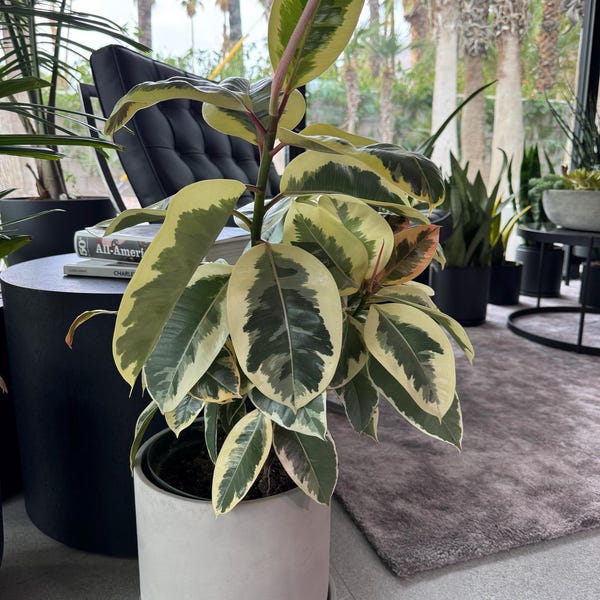 4 Inch Live Potted -double Petals Kalanchoe Blossfeldiana Calandiva - Etsy