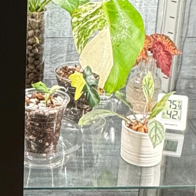 Copper Plated Sycamore Leaf. Copper Electroformed Leaf With Force ...