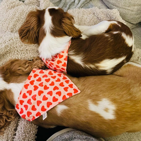 In My Birthday Era Dog Bandana | Cute Puppy Bandana | Reversible Cotton ...