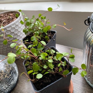 Angel Vine wire Vine Plant - Etsy