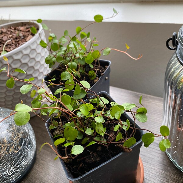 Angel Vine “wire Vine” Plant - Etsy