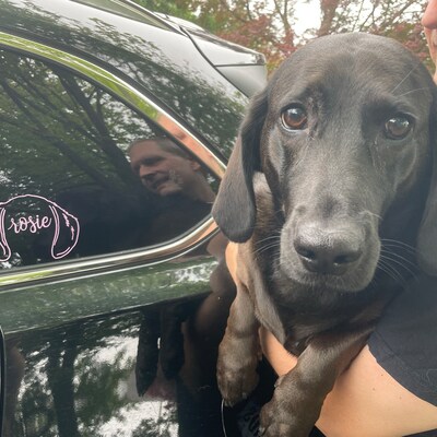 Cat Ear Halo Custom Car Decal Personalized - Etsy