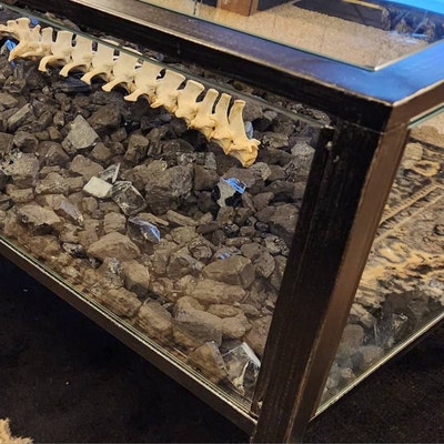 Bones Mystery Box , Curiosity Mystery Box , Vulture Culture Oddity Box ...