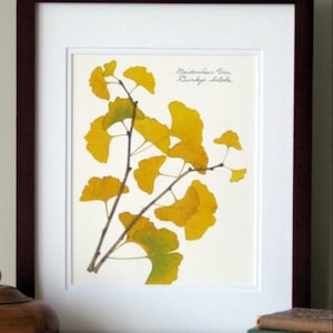 Pressed Leaf Print, 11x14 Double Matted, Pressed Ginkgo Leaves, Tree Branch, Ginkgo Tree, Wall ...