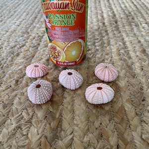 Asst Sea Shell Mix-1/2 Pound-beach Wedding Decor-sea Shells Bulk-bag of ...