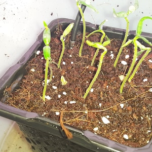 Dragon Cayenne Hot Pepper Seeds - Etsy