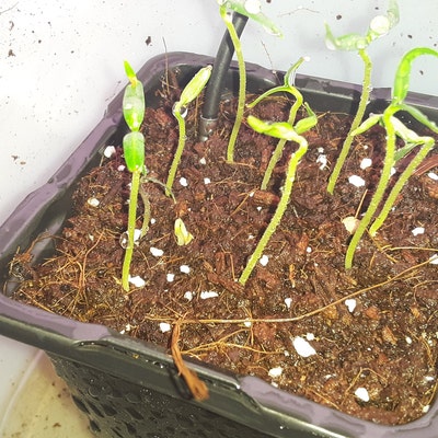 Dragon Cayenne Hot Pepper Seeds - Etsy